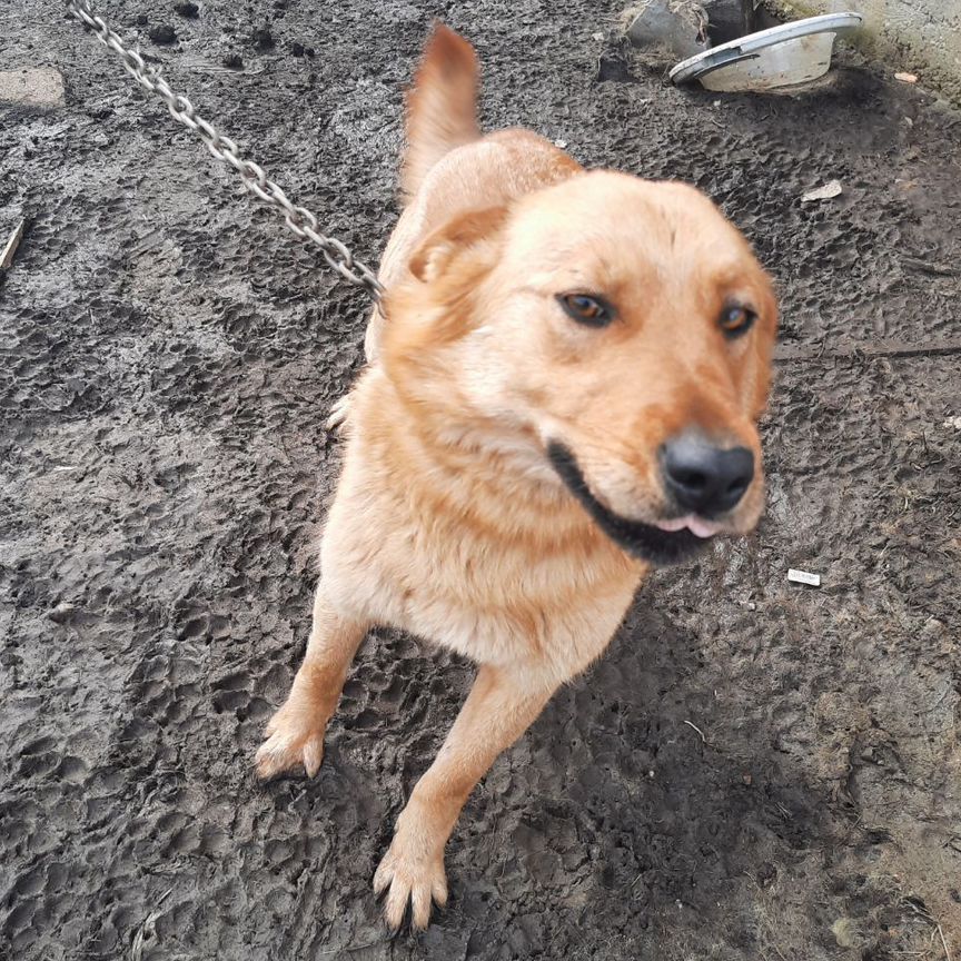 Собака в добрые руки