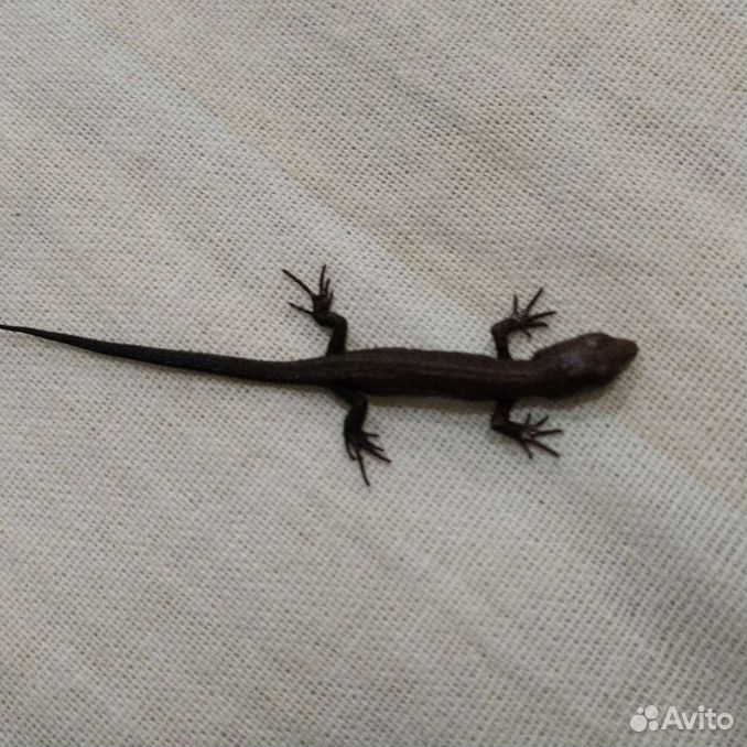 Малыши живородящий ящерицы