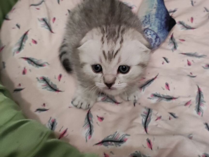 Шотландские вислоухие котята