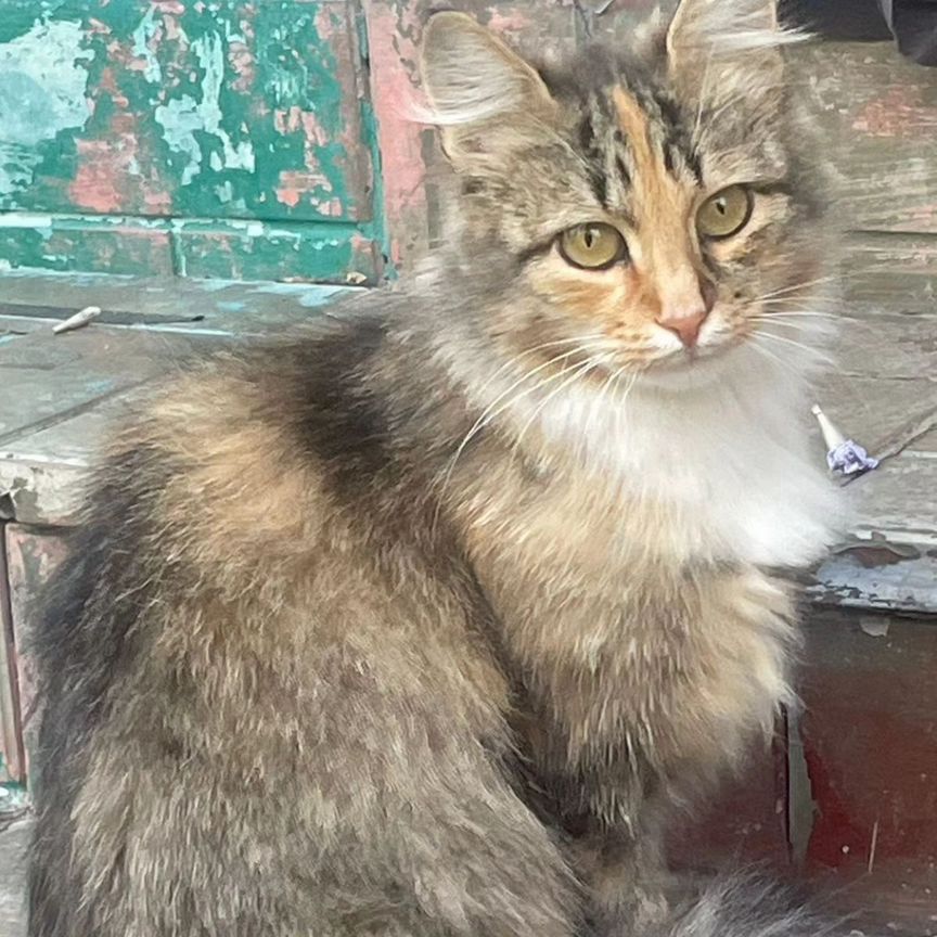 Кошечку выкинкли в лесу