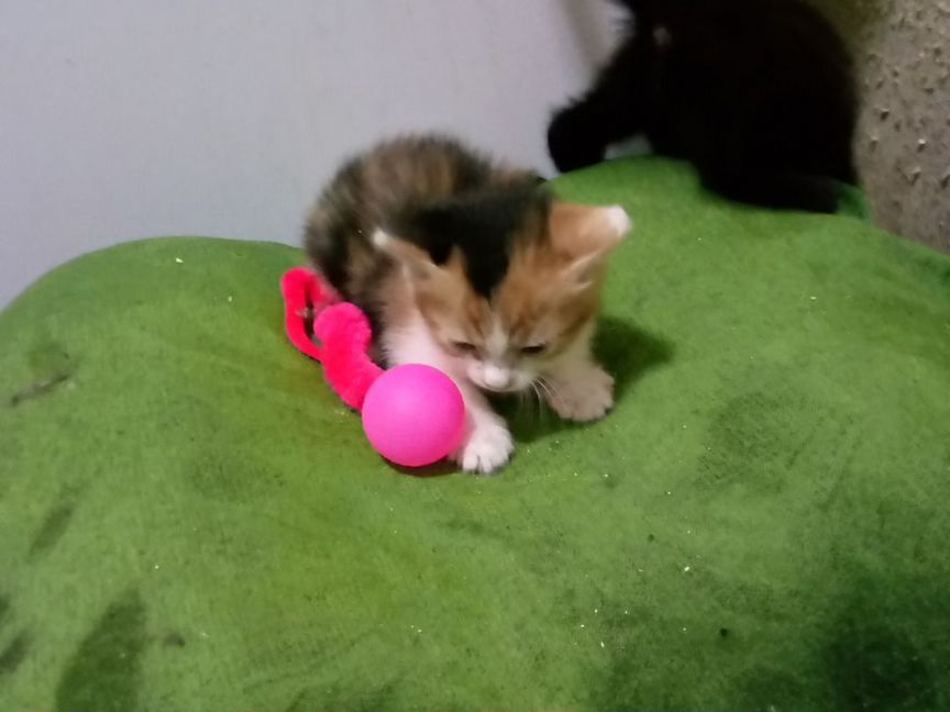 Котенок девочка