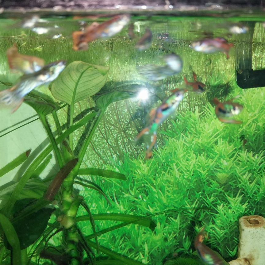 Рыбки гуппи