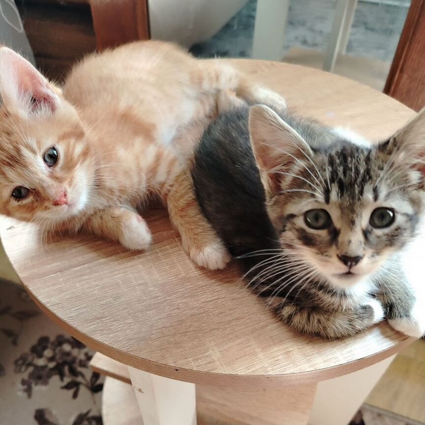 Котята в добрые руки