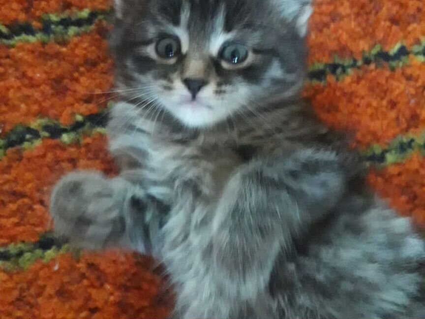 Котята