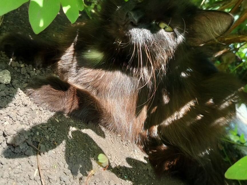 Кошка в дар бесплатно