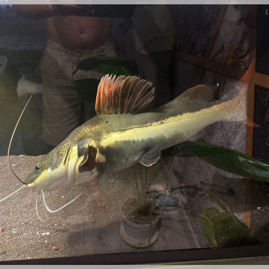 Краснохвостый сом