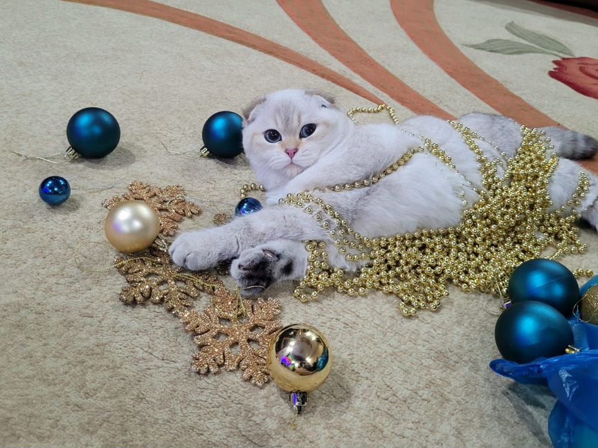 Шотландский кот вязка