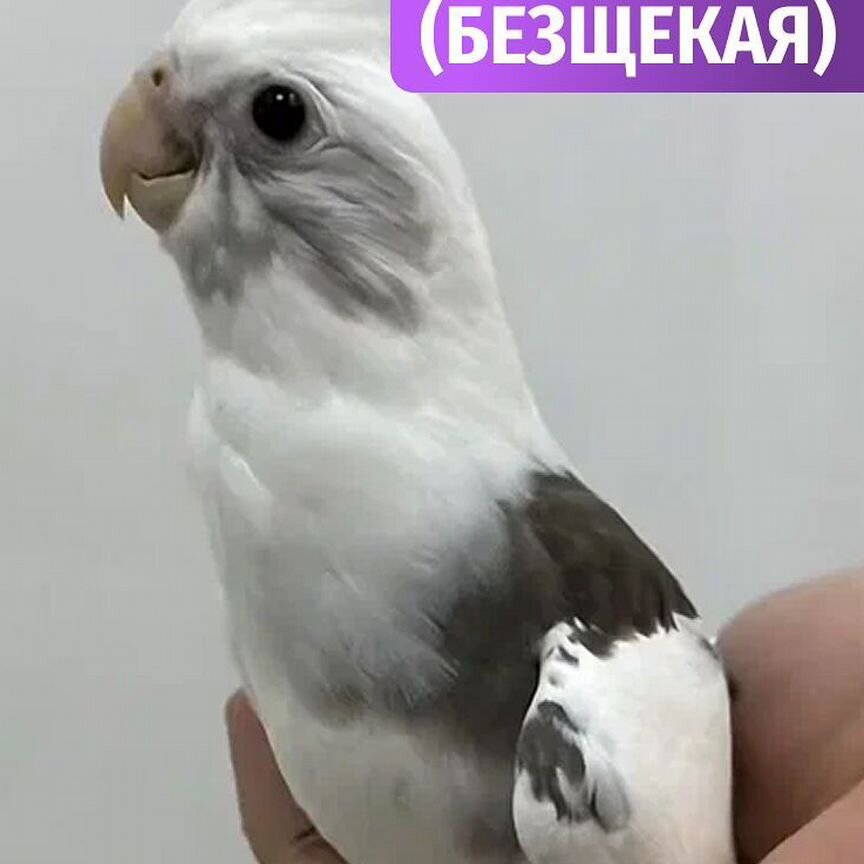 Попугай Карела безщекая