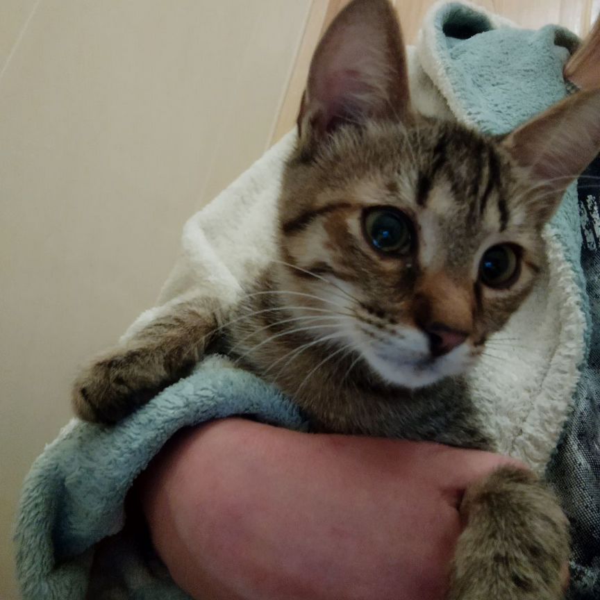Котёнок Ёжик (кот полосатый)