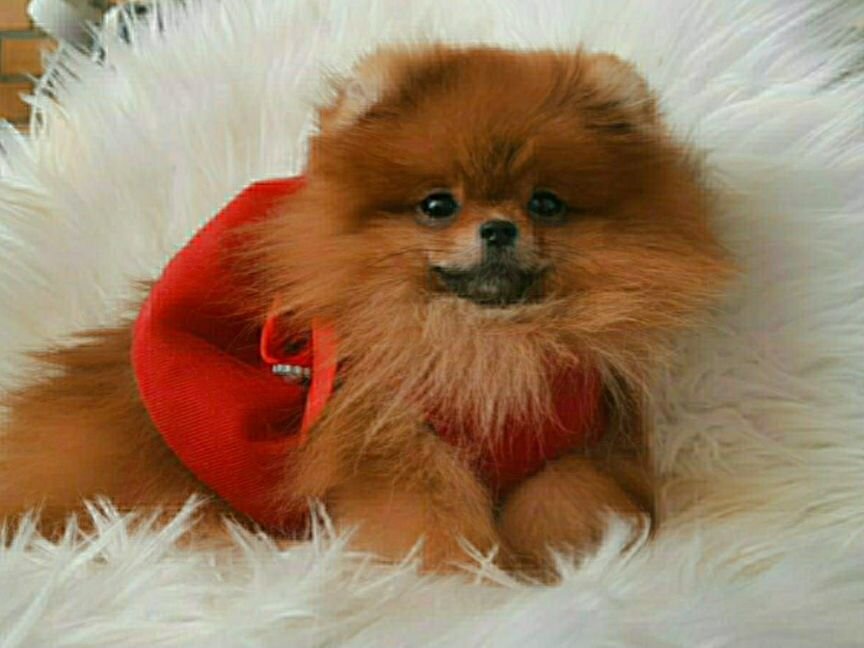 Красивая мини померанка мишка