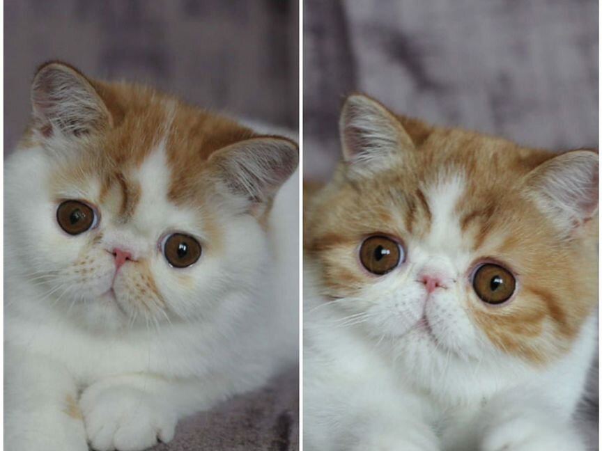 Экзотические котята. Девочки Экзоты