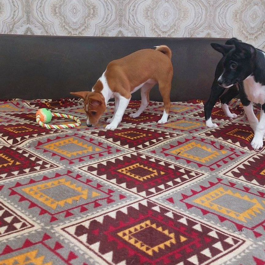 Басенджи, щенок