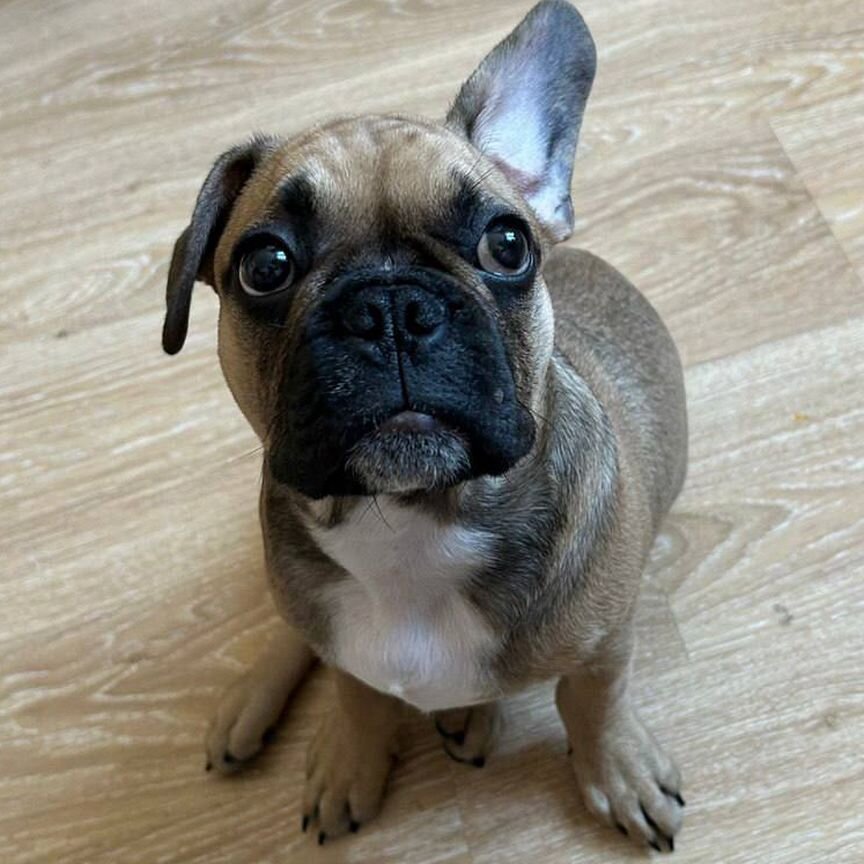 Французский бульдог, щенок