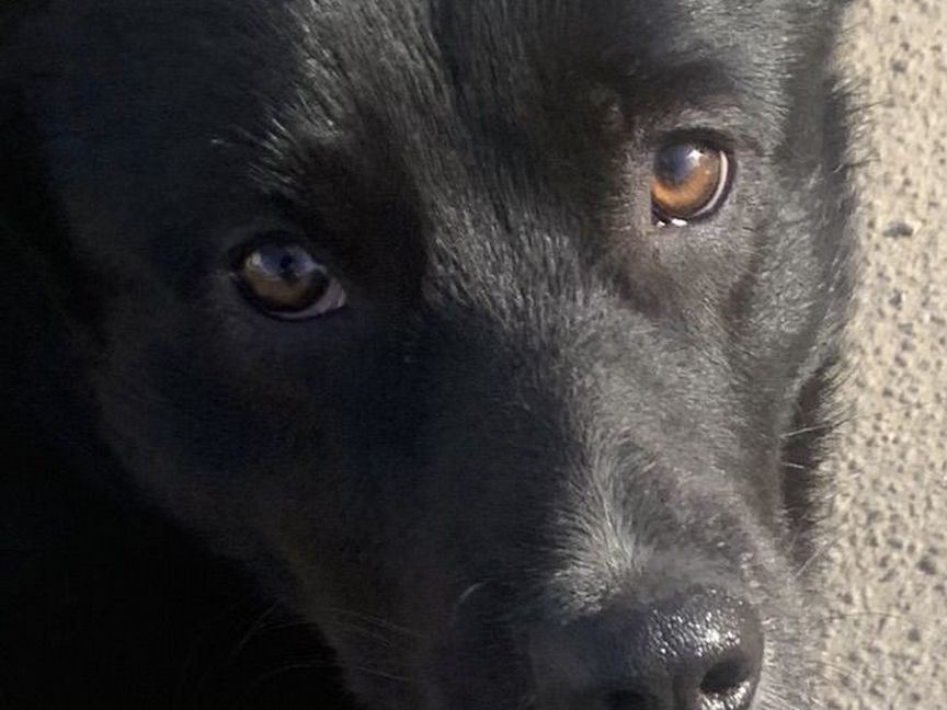 Собака в добрые руки