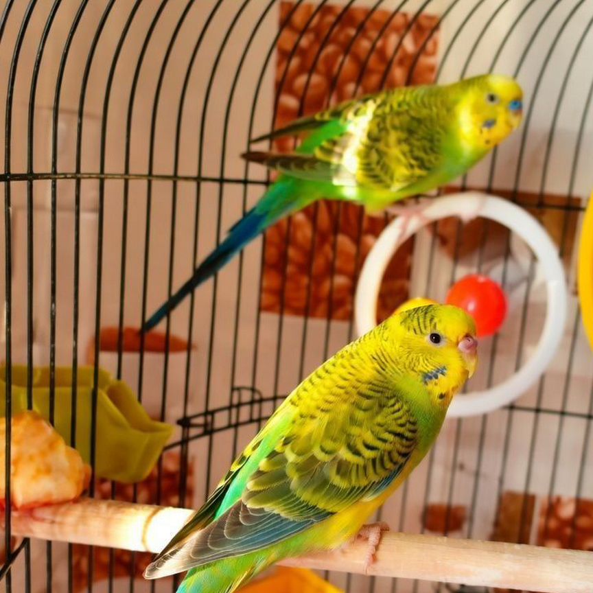Волнистый попугай с клеткой
