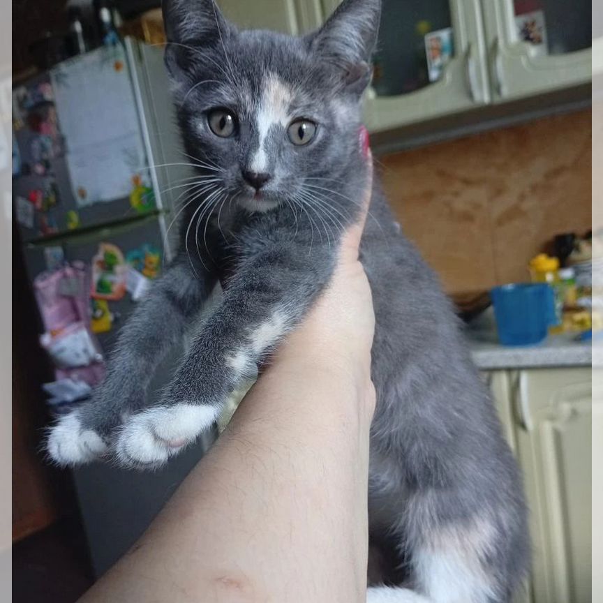 Котёнок в добрые руки