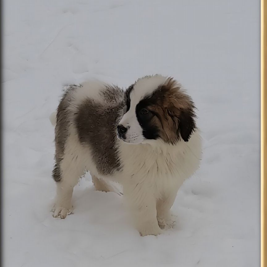 Московская сторожевая, щенок