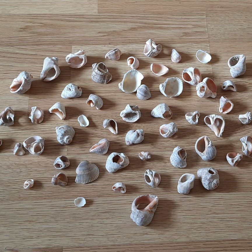 Ракушки,н/к