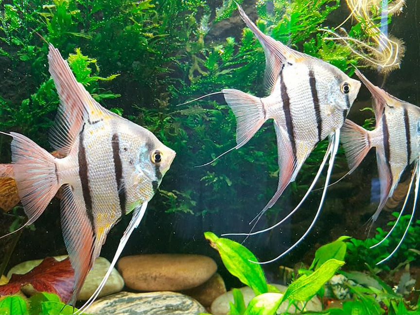 Скалярия Перуанский Альтум