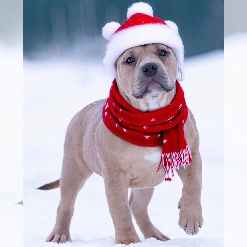 Американский булли, щенок