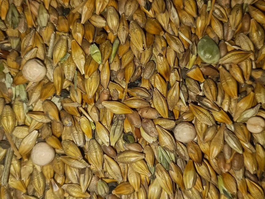 Зерно ячмень