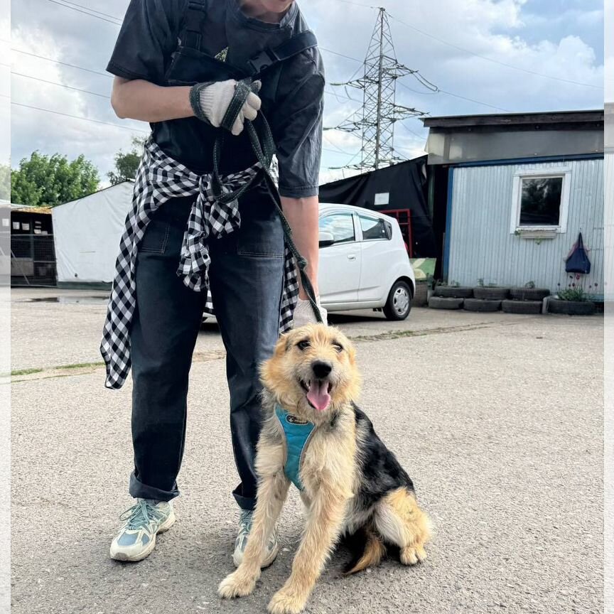 Взрослая собака в добрые руки