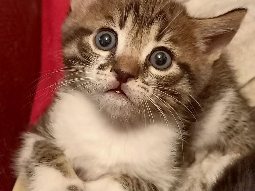 Котёнок в добрые руки
