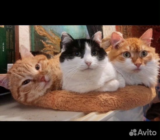 Воспитанные котики в дар купить в Перми | Животные и зоотовары | Авито