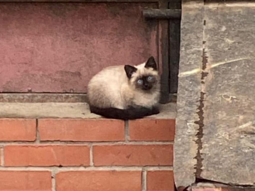Сиамский котенок подкидыш,бездомный сиамский коте