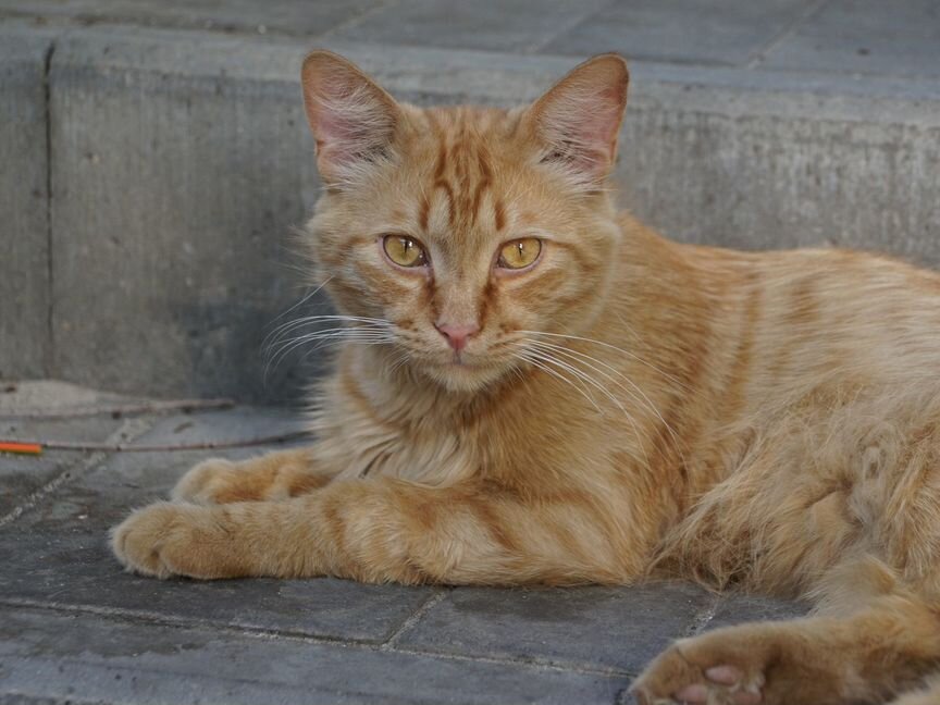 Рыжий классный кот