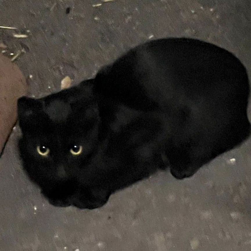 Кошечка котенок