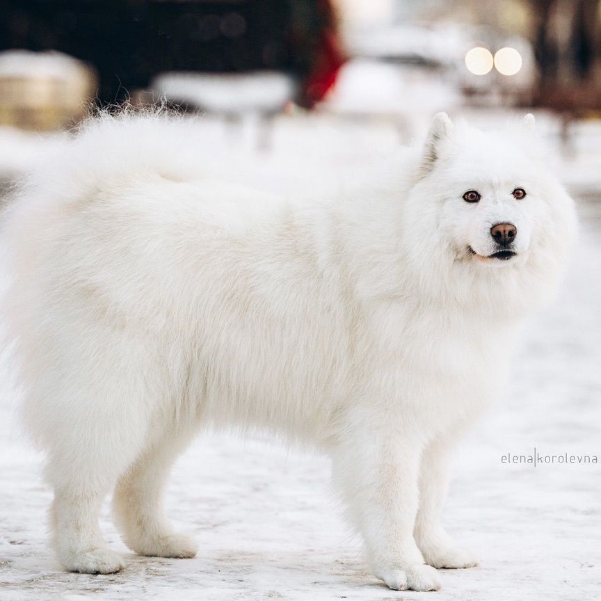 Самоедская собака, взрослая