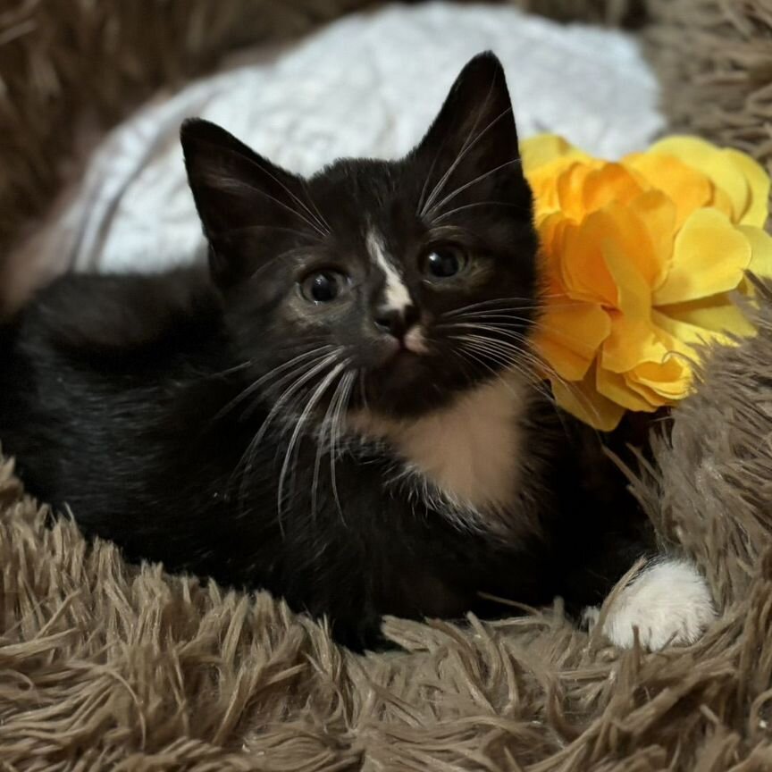 Котенок в заботливые руки