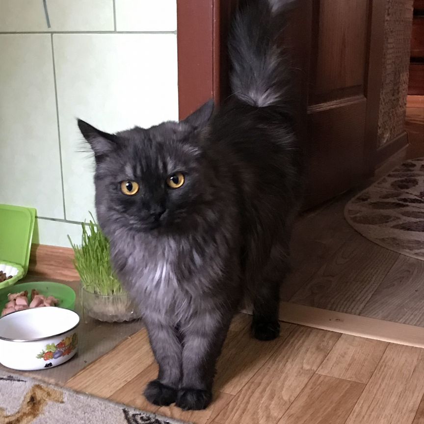 Кот в добрый руки