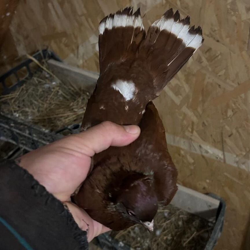 Голубь Тульский жарый