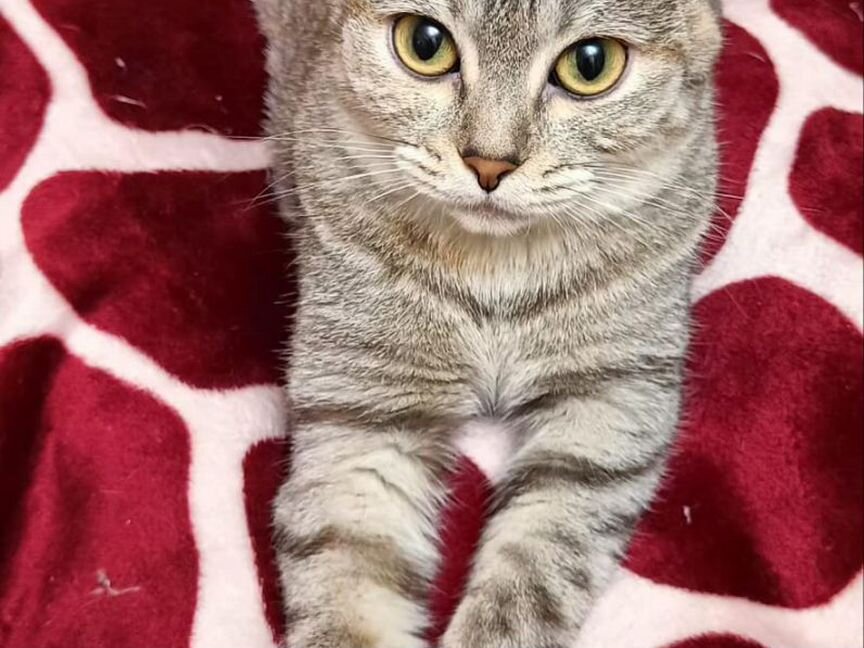 Отдам в добрые руки