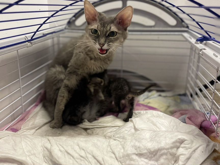 Котята сфинкс браш