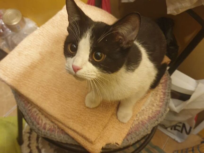 Котик очень красивый ласковый мальчик