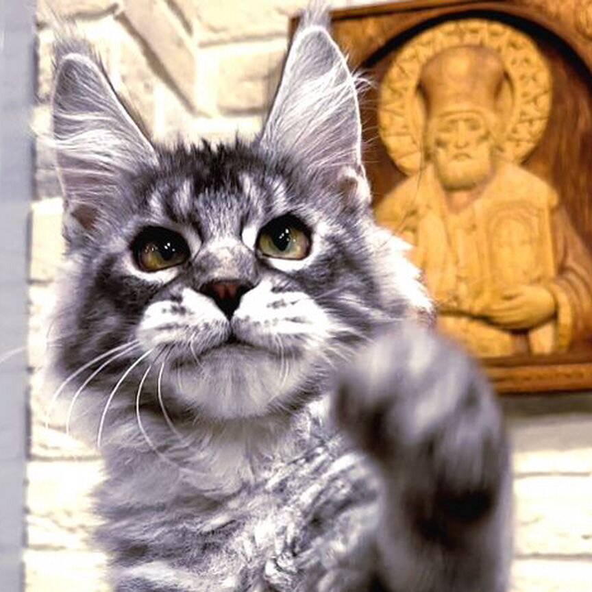 Котенок мейн кун