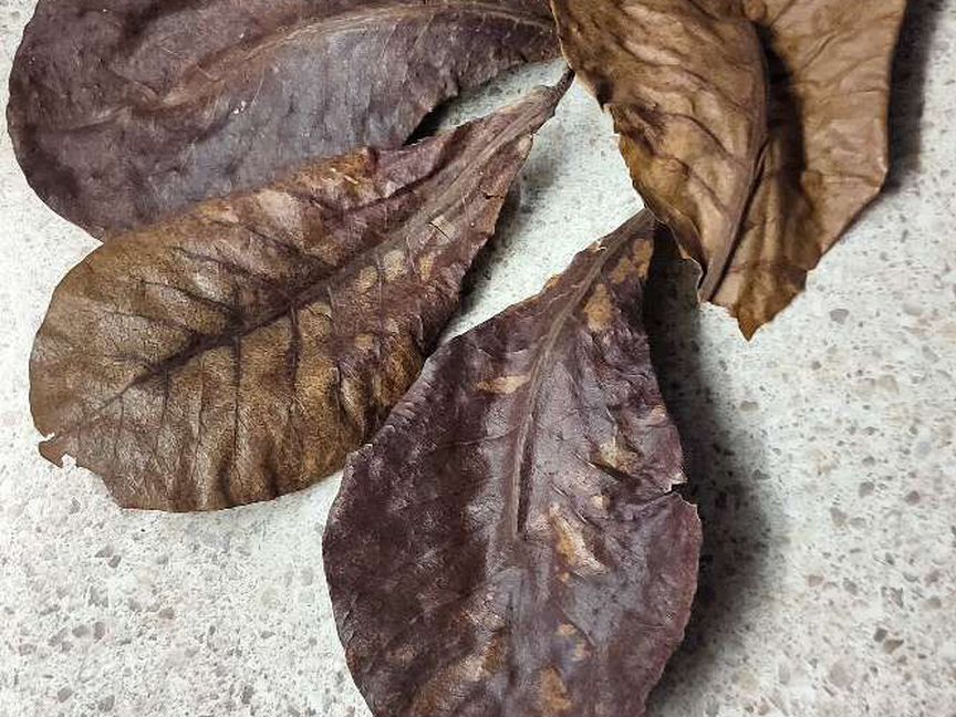 Листья Индийского миндаля