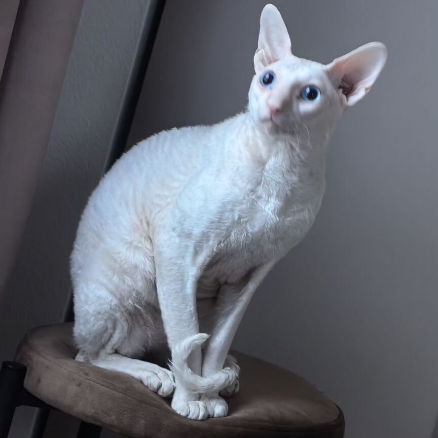 Корниш-рекс, кот вязка