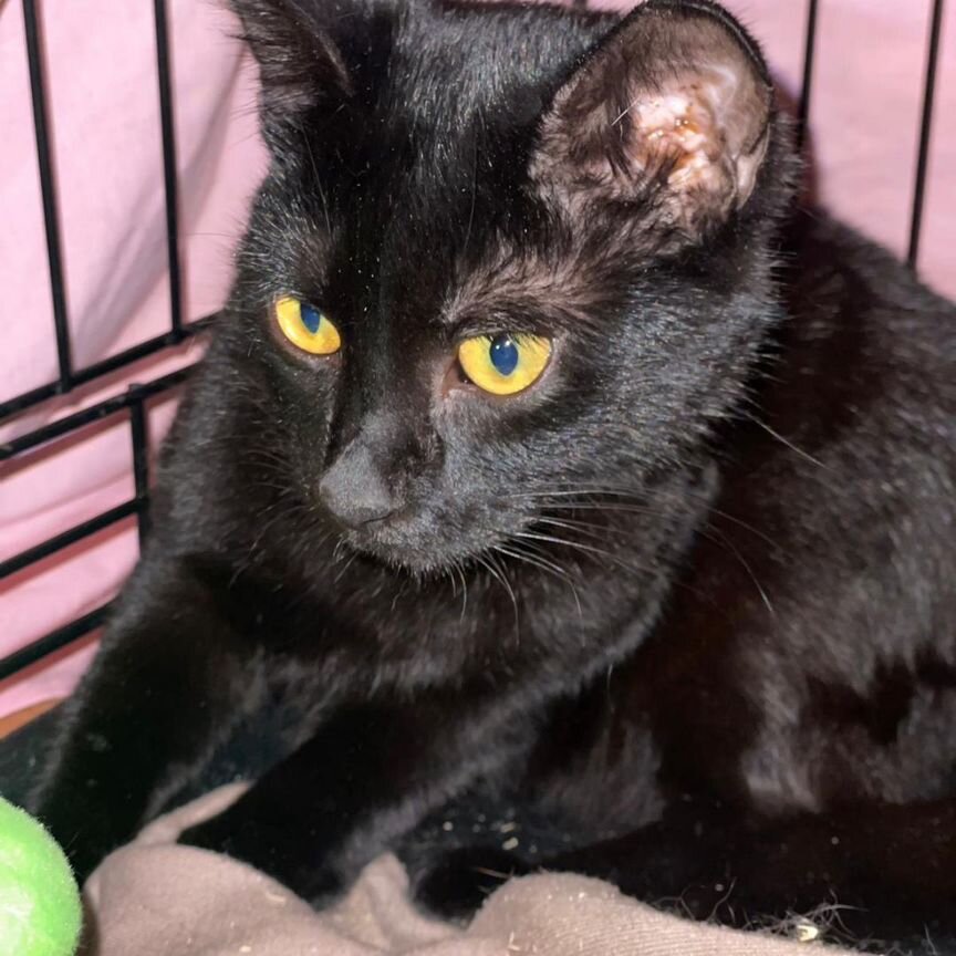 Черныш из приюта