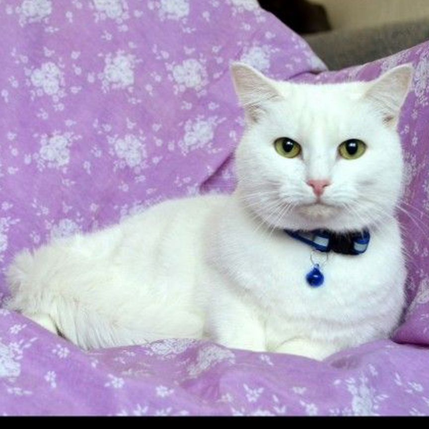 Ангорская кошка