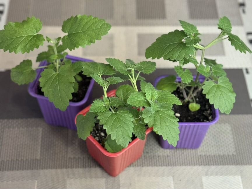 Кошачья мята в горшочке 0,5л. (котовник)