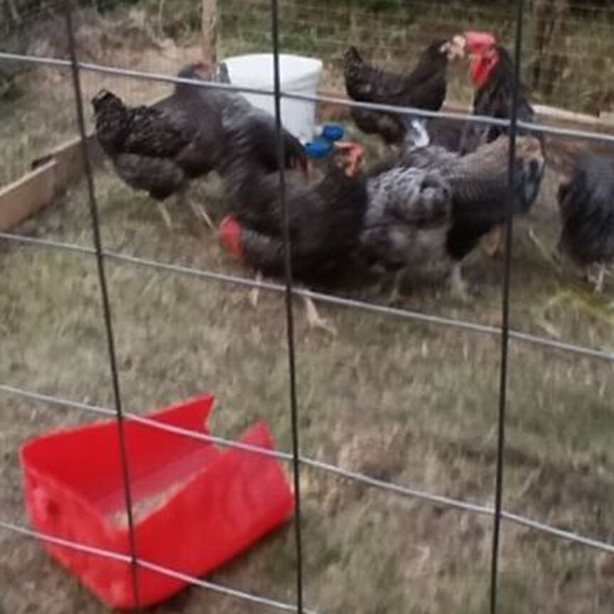 Несушки Доминант