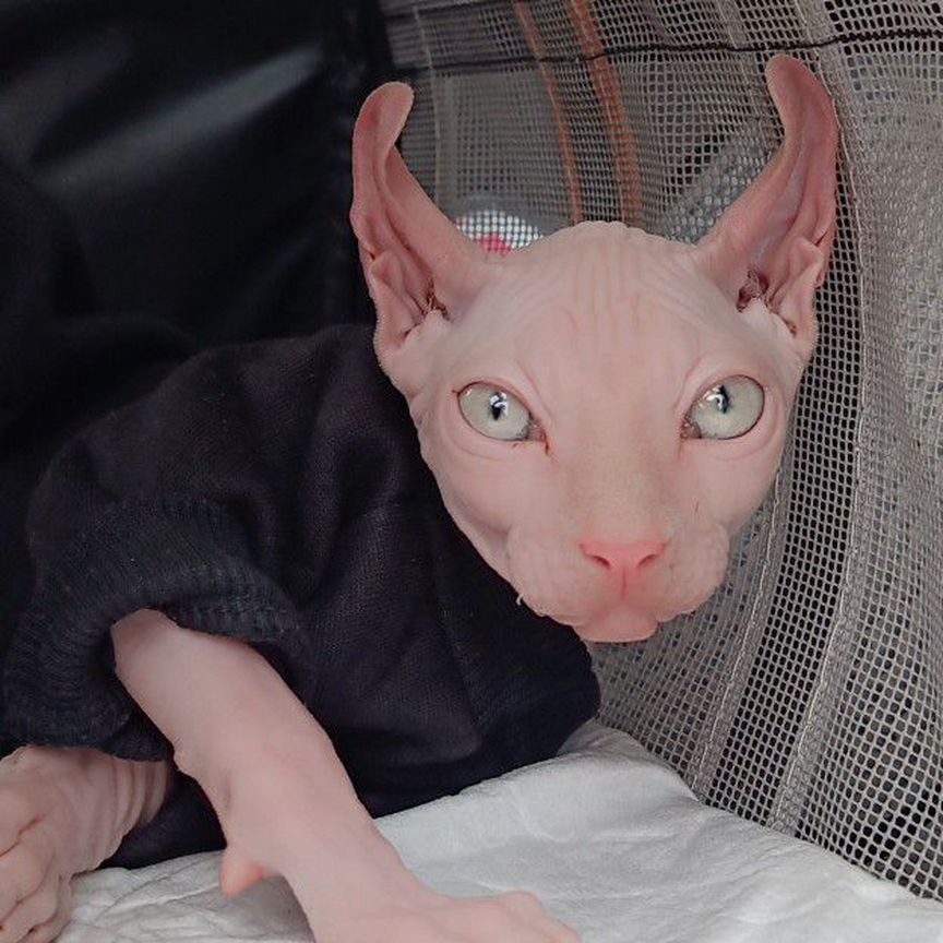 Кот сфинкс эльф