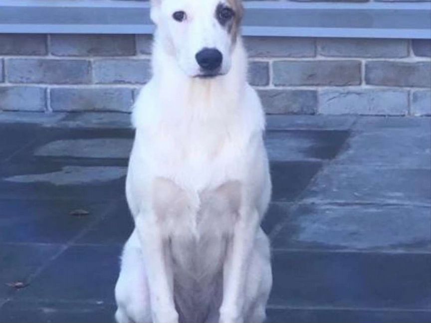 Найдена белая собака с рыжими ушами