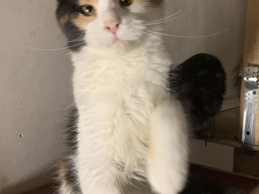 Молоденькая кошечка мейн кун