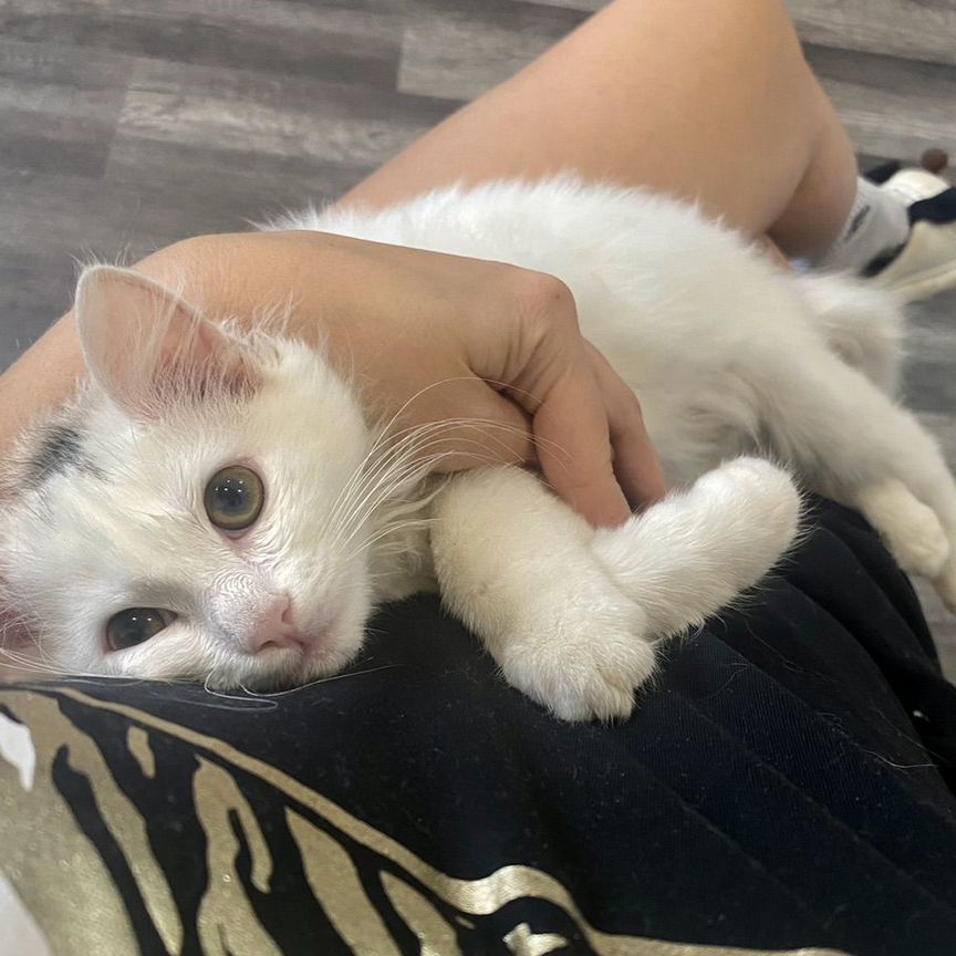 Котёнок в добрые руки