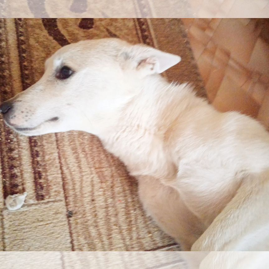 Отдам в добрые руки собаку